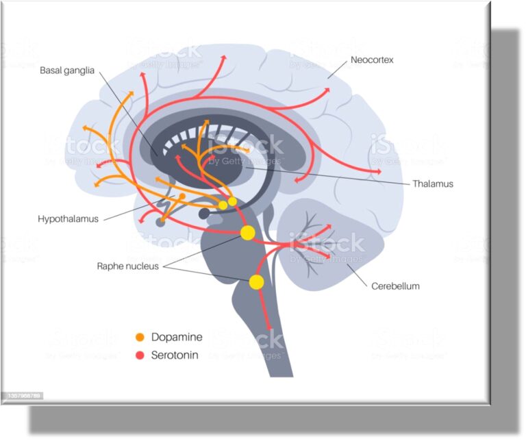 How Substance Abuse Disorder Hijacks the Brain | Precision P2P Recovery